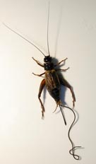 UNM Researchers Find When Mates Are Hard to Find, Males Are First to Go ...