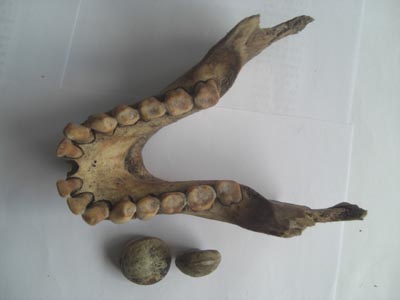 Scientists Uncover Seed Evolution Patterns That Help Prevent Predation ...