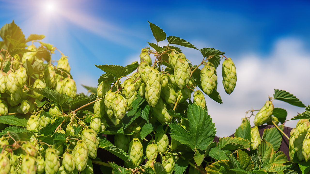 UNM students to explore the ‘World of Beer’ | UNM UCAM Newsroom