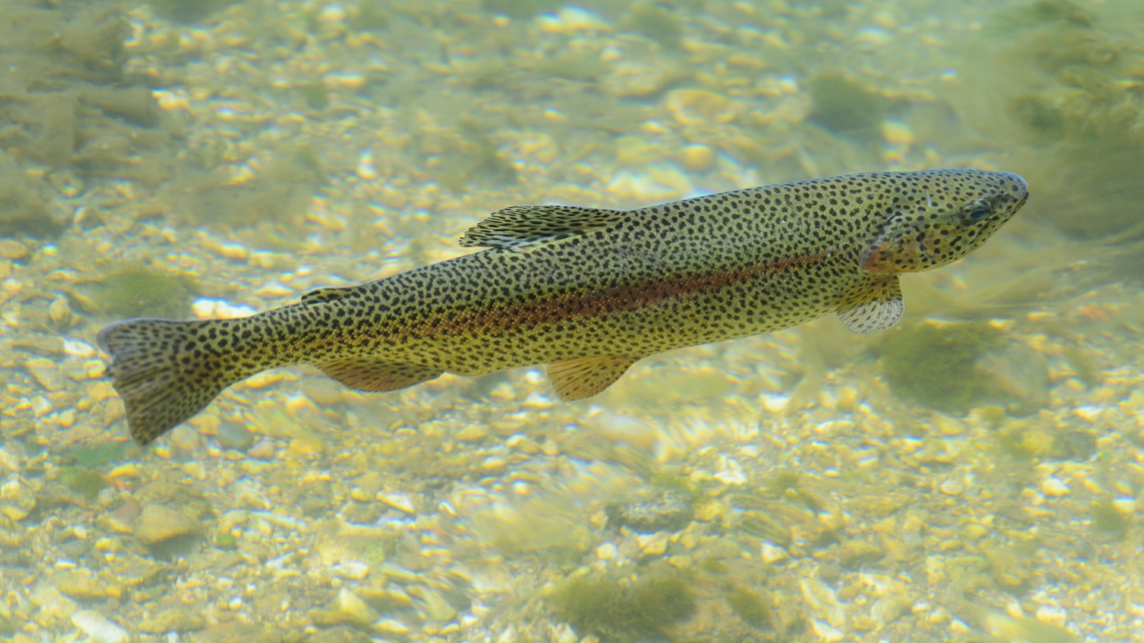 UNM researchers prove presence of living bacteria in healthy vertebrate ...