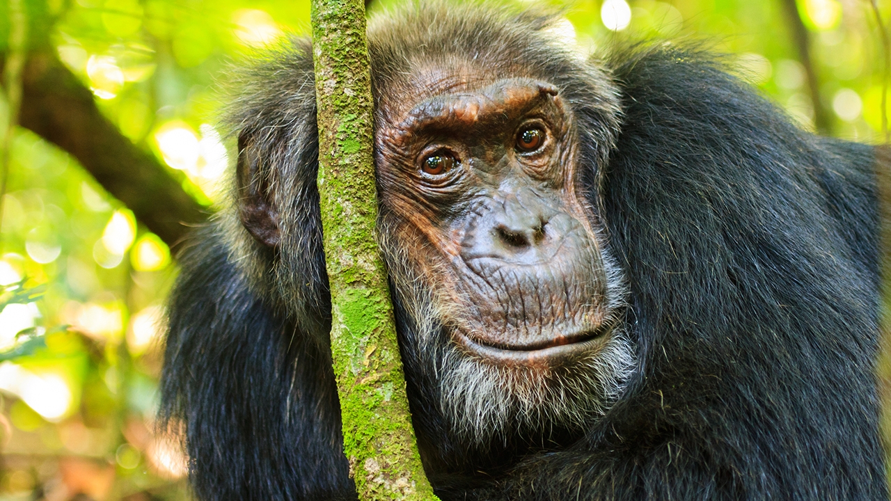 Research finds similarities between the way humans, chimpanzees age ...