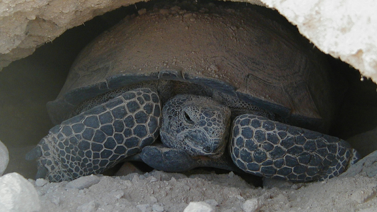 UNM, LANL to study radioactive elements in tortoises | UNM UCAM Newsroom