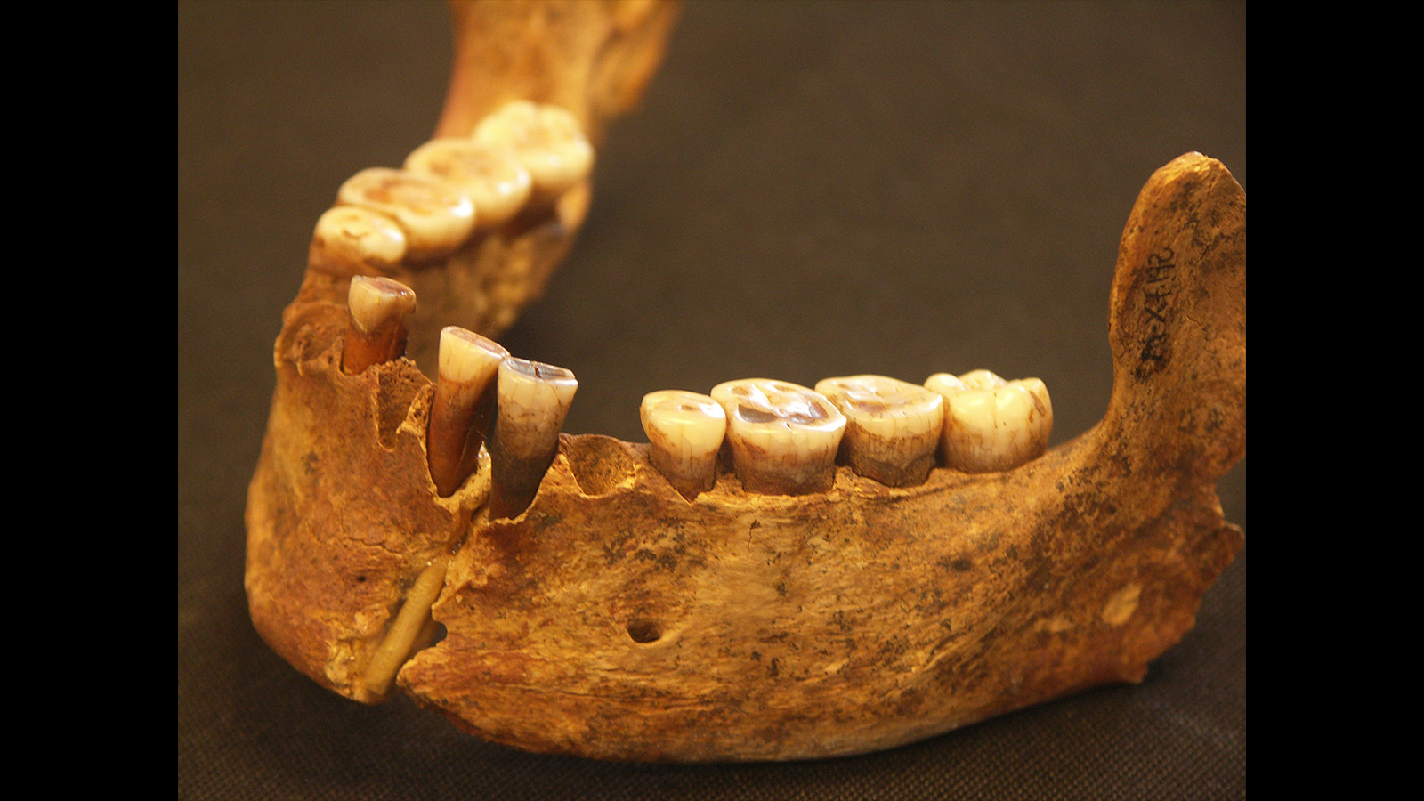30-Year Dig Unveils Rich Prehistoric Past | Mirage News