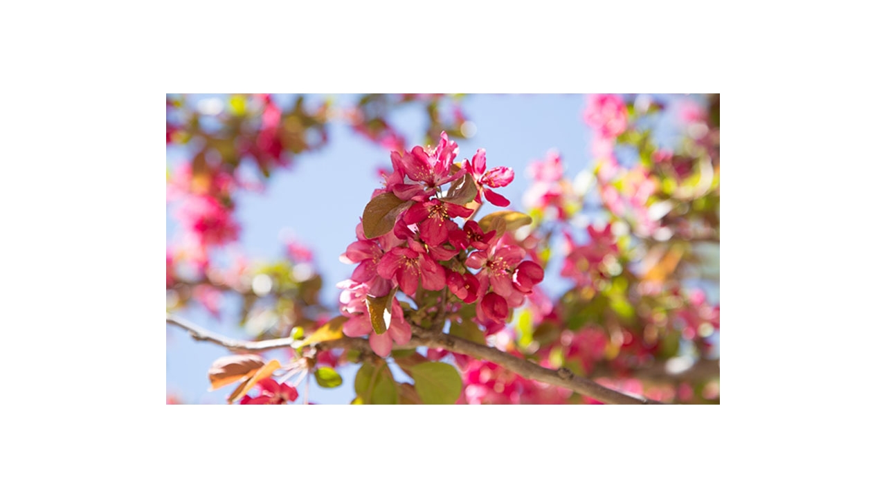 Former Anderson School Dean Raymond Radosevich dies | UNM UCAM Newsroom