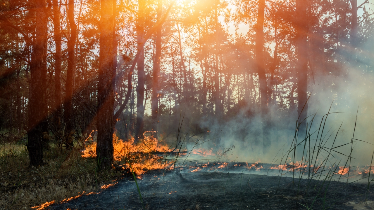 UNM engineering professor wins one of six inaugural NSF TRAILBLAZER awards for wildfire project ...