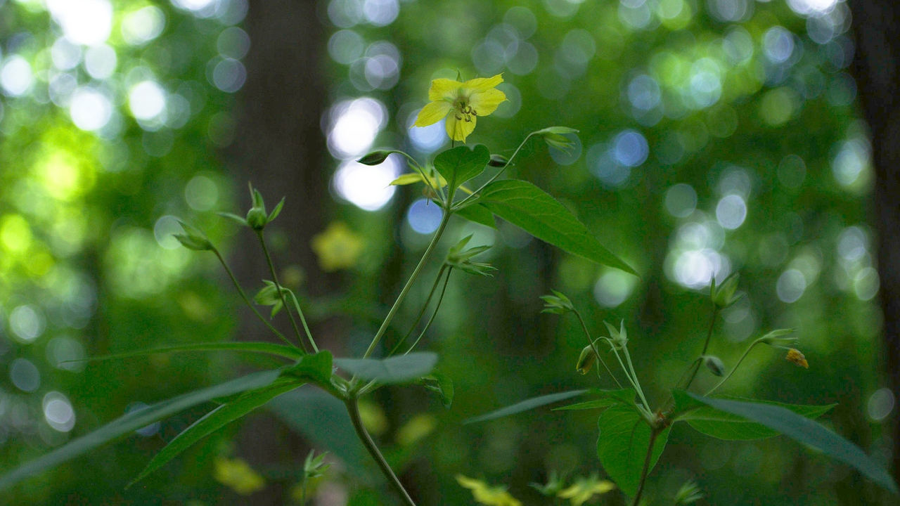 New research prepares way for future botanical research | UNM UCAM Newsroom