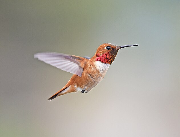 Researcher examines hummingbird torpor in uncertain environment | UNM ...