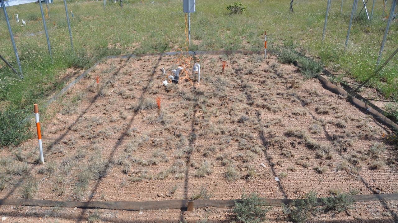 New research shows how grasslands recover from droughts | UNM UCAM Newsroom