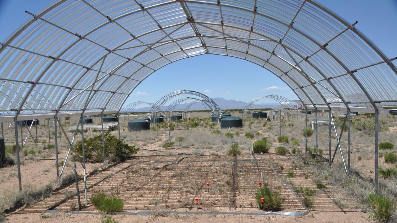New research shows how grasslands recover from droughts | UNM UCAM Newsroom