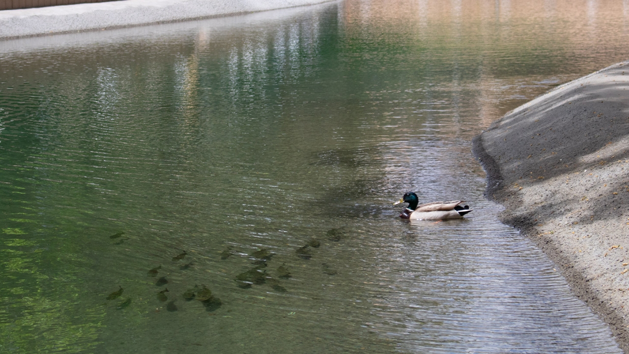 The UNM Duck Pond returns: Beloved landmark to reopen in August | UNM ...