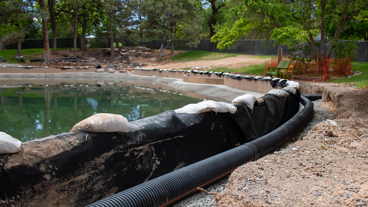 The UNM Duck Pond returns: Beloved landmark to reopen in August | UNM ...