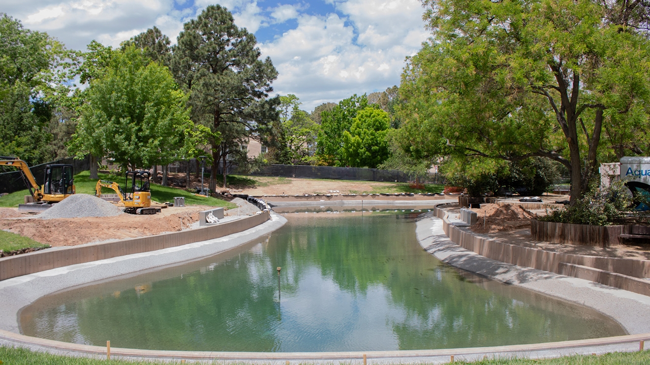 The UNM Duck Pond returns: Beloved landmark to reopen in August | UNM ...