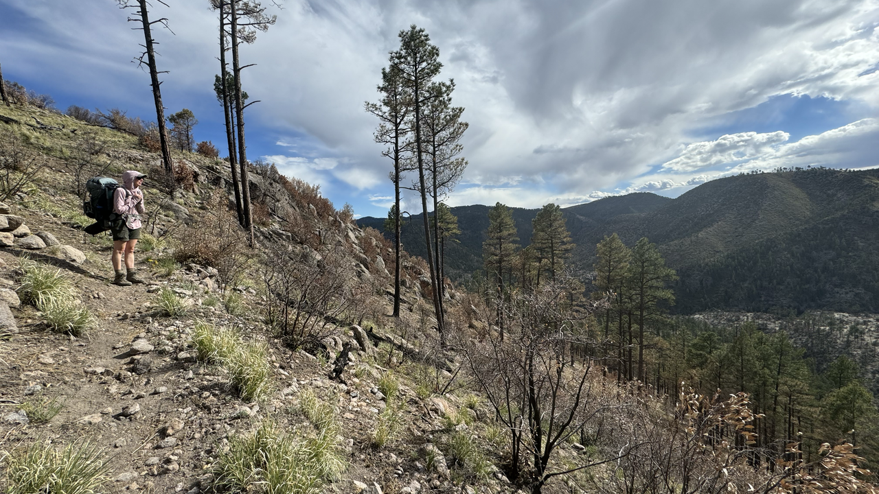 Making trees in fire-maintained forest less susceptible to drought ...