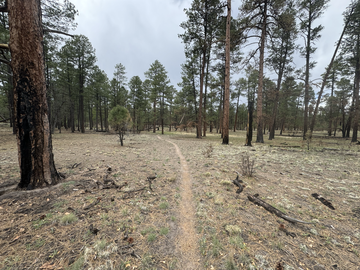 Making trees in fire-maintained forest less susceptible to drought ...