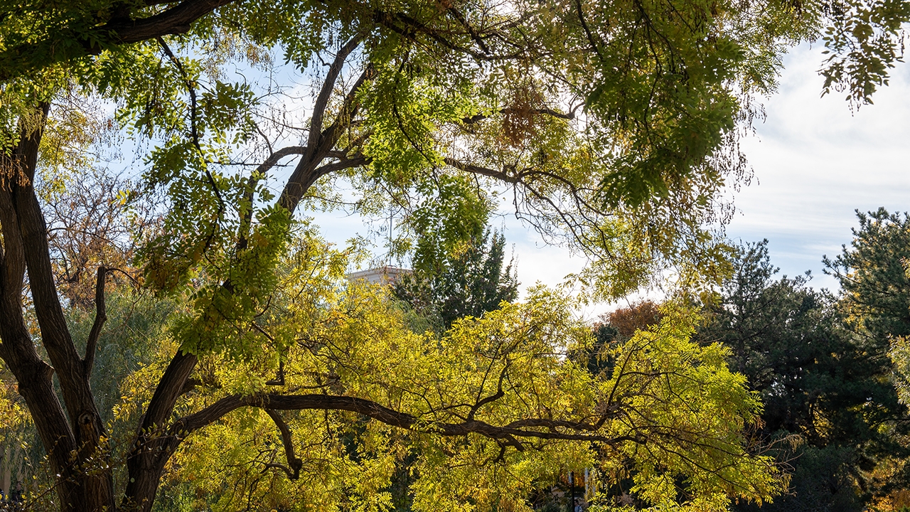 University of New Mexico earns National Arboretum Accreditation ...