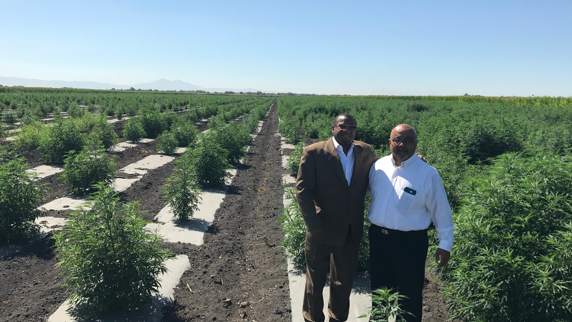 NewMediaWire | Cannabis Science and Free Spirit Organics Native ...