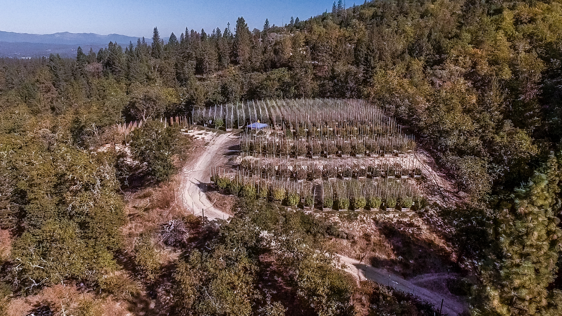 NewMediaWire | Grown Rogue Builds a Multi-State Seed-to-Experience ...