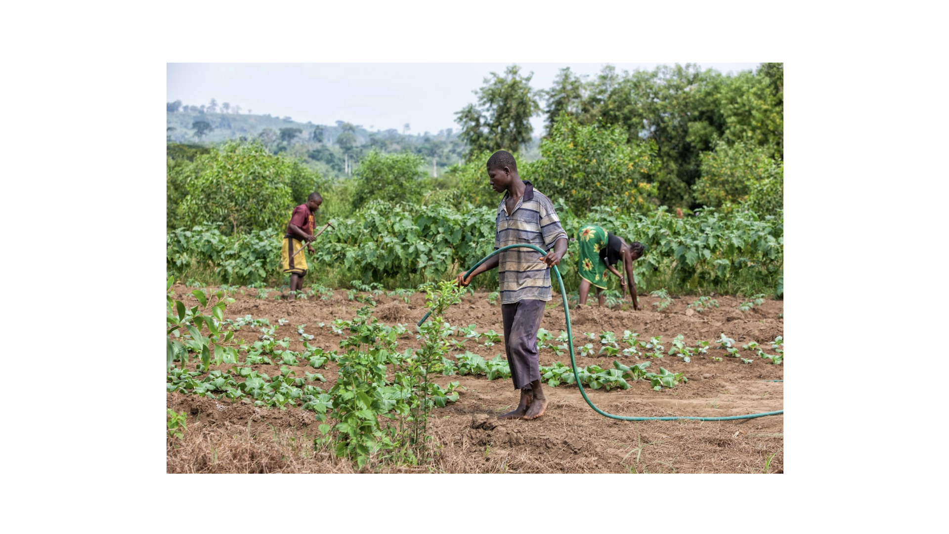 NewMediaWire | Easy Environmental Solutions Plan To End Food Insecurity ...