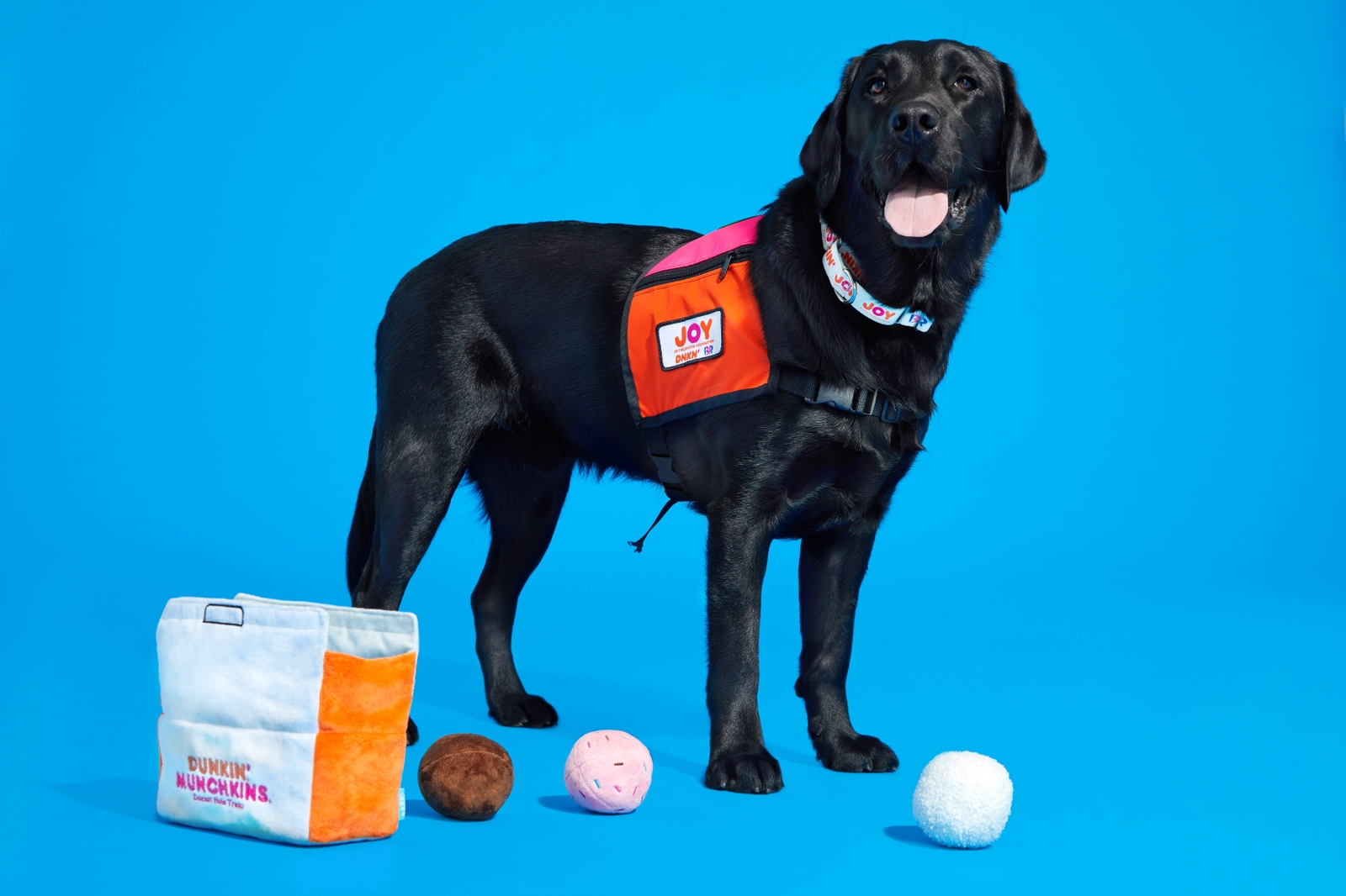 Dogs Can Now Run on Dunkin’ Too: Dunkin’ and BARK Introduce New Dog ...