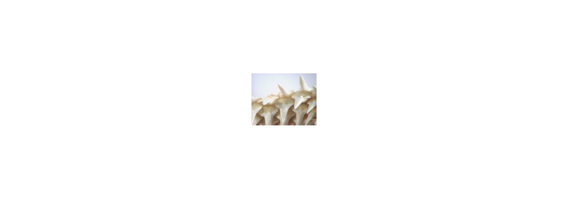 Scientists Discover Why Teeth Form in a Single Row | University of ...