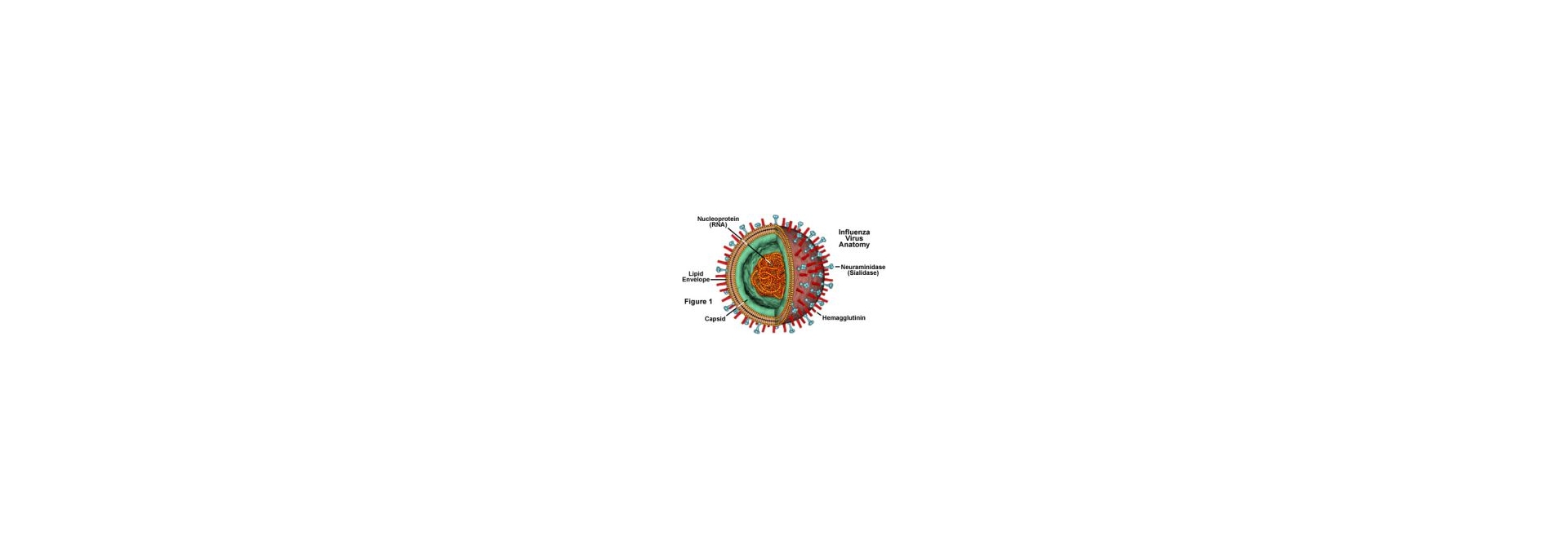 Computer Simulation Captures Immune Response to Flu | University of ...