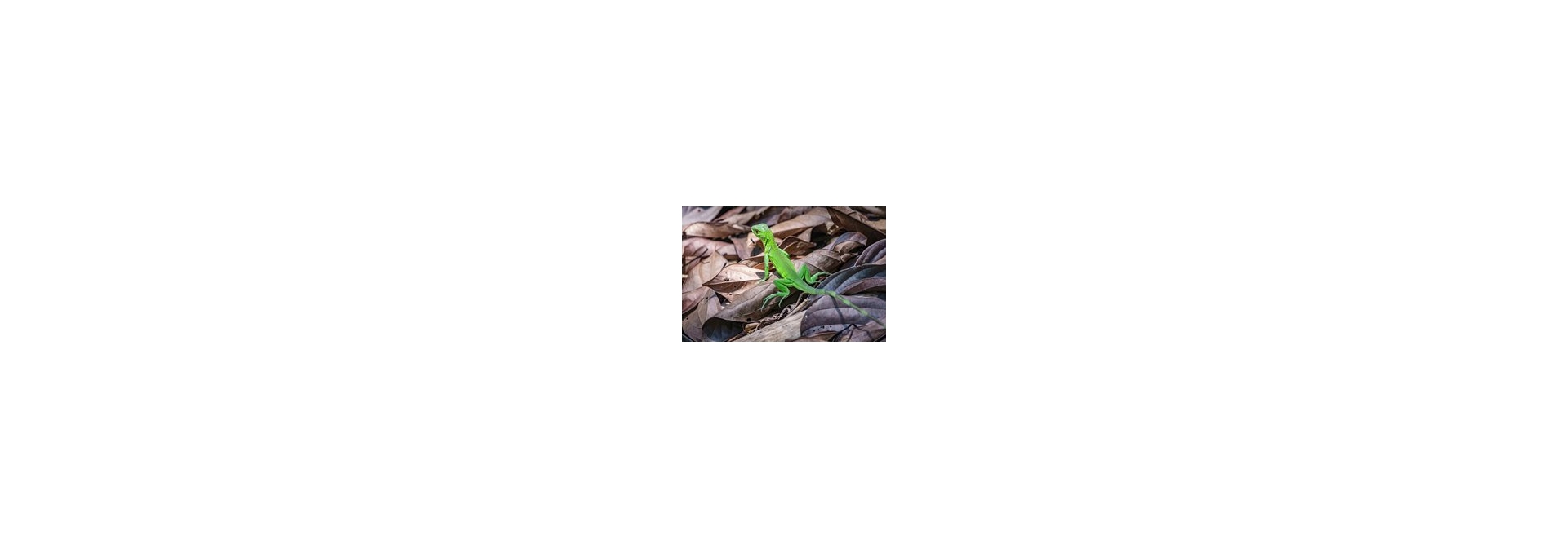 Cancer Biology, thanks to Green Lizards | University of Rochester Medicine