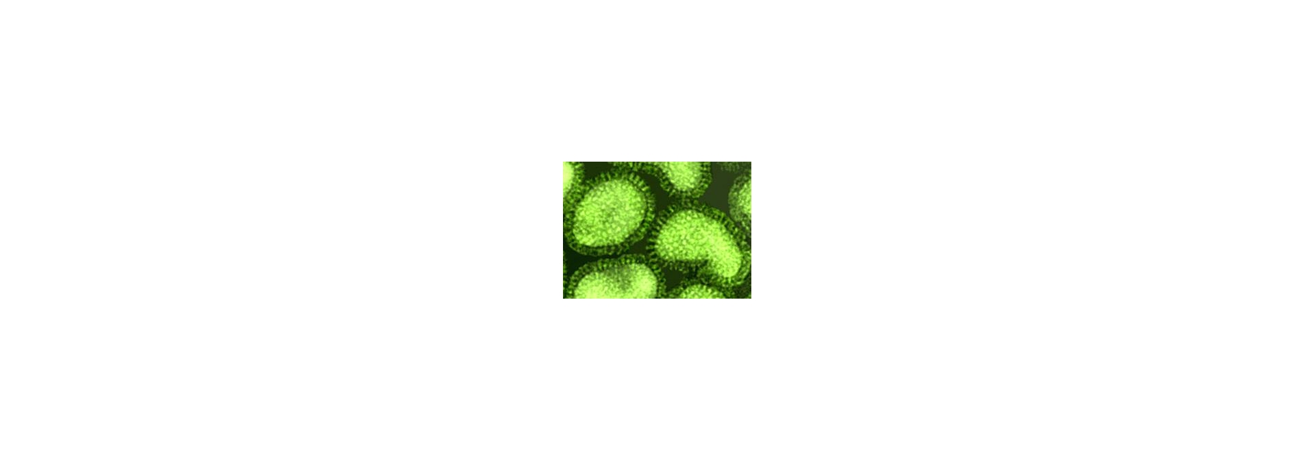 Flu’s Evolution Strategy Strikes Perfect Balance | University of ...