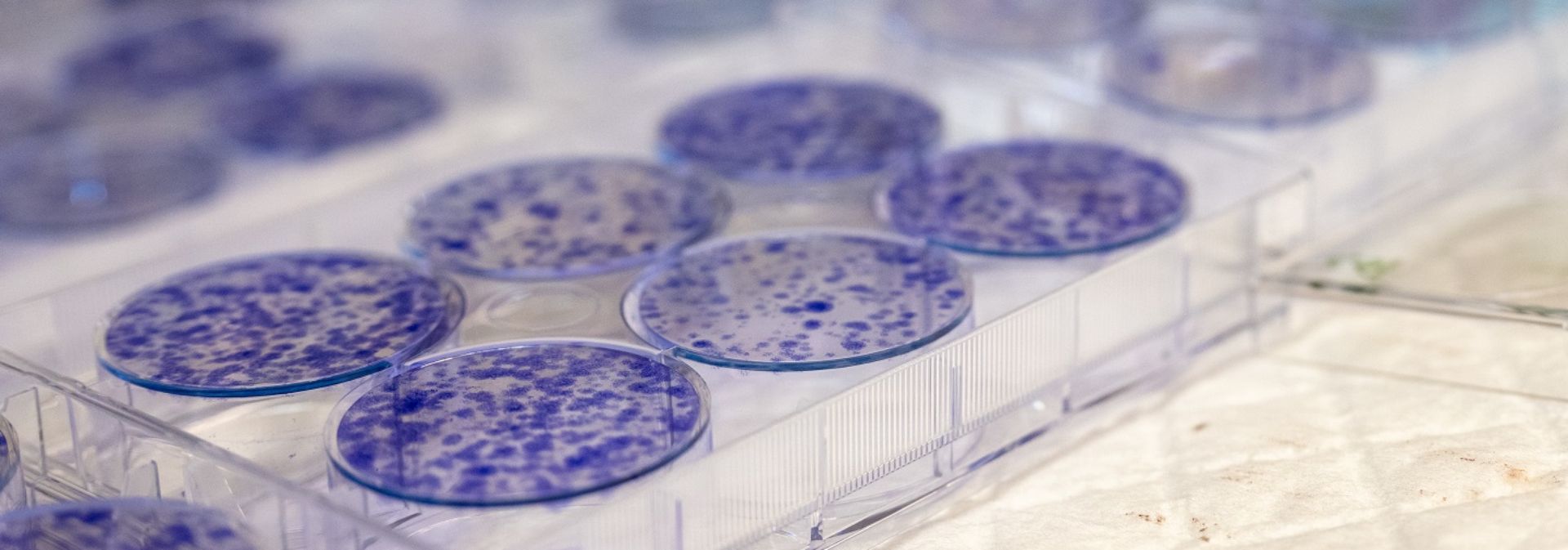 Why Research is the Backbone of NCI Designation | University of ...