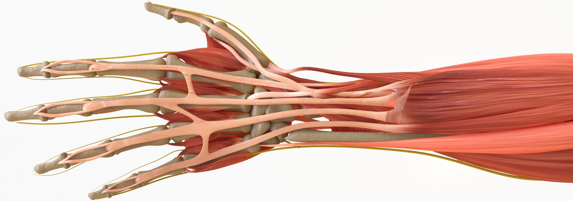 Researchers Trace a Source of Poor Tendon Healing, Retrain Cells for a ...