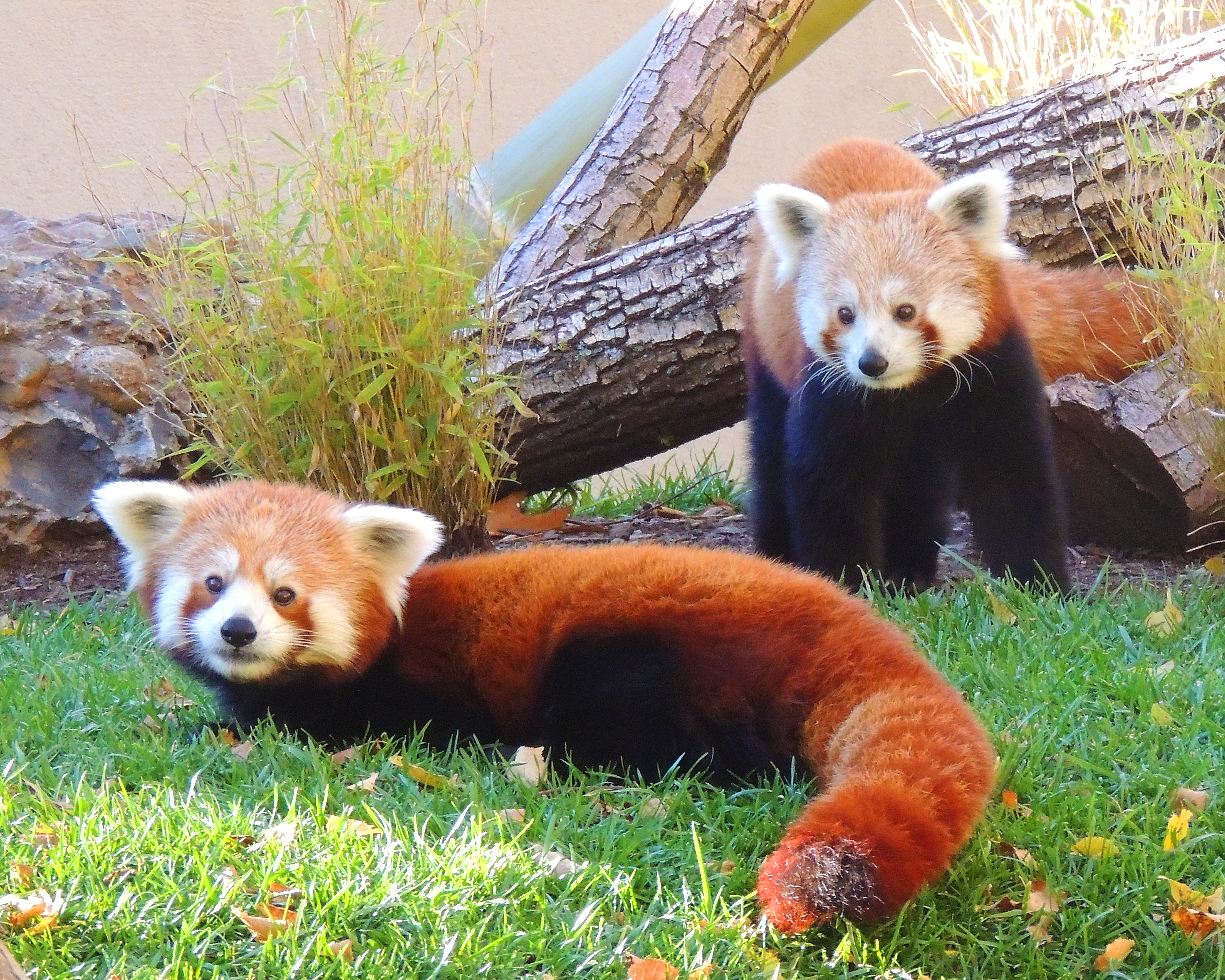 Boston CityPASS Program Welcomes the Franklin Park Zoo to its ...