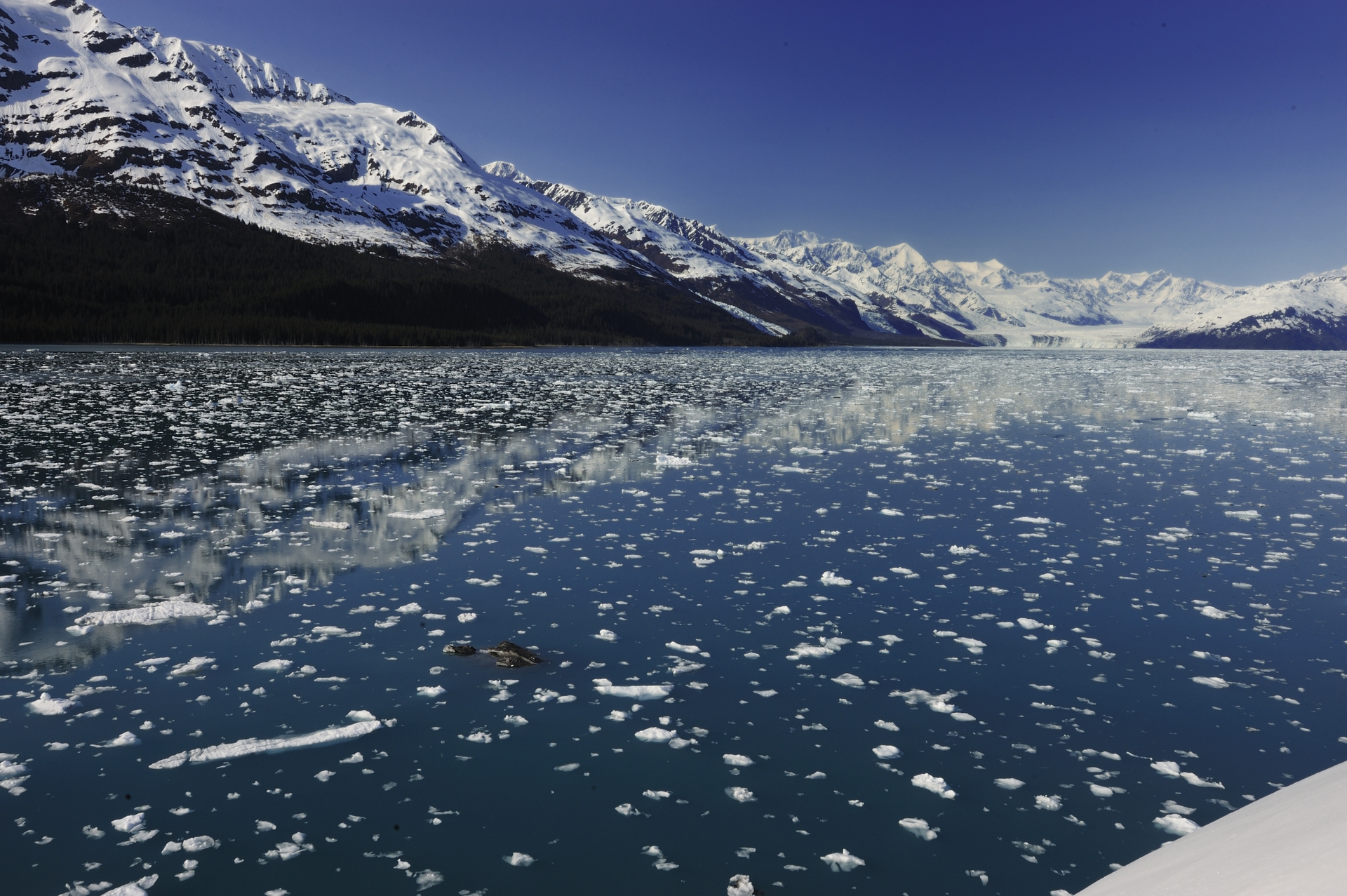 Photo | College Fjord | Carnival Cruise Line