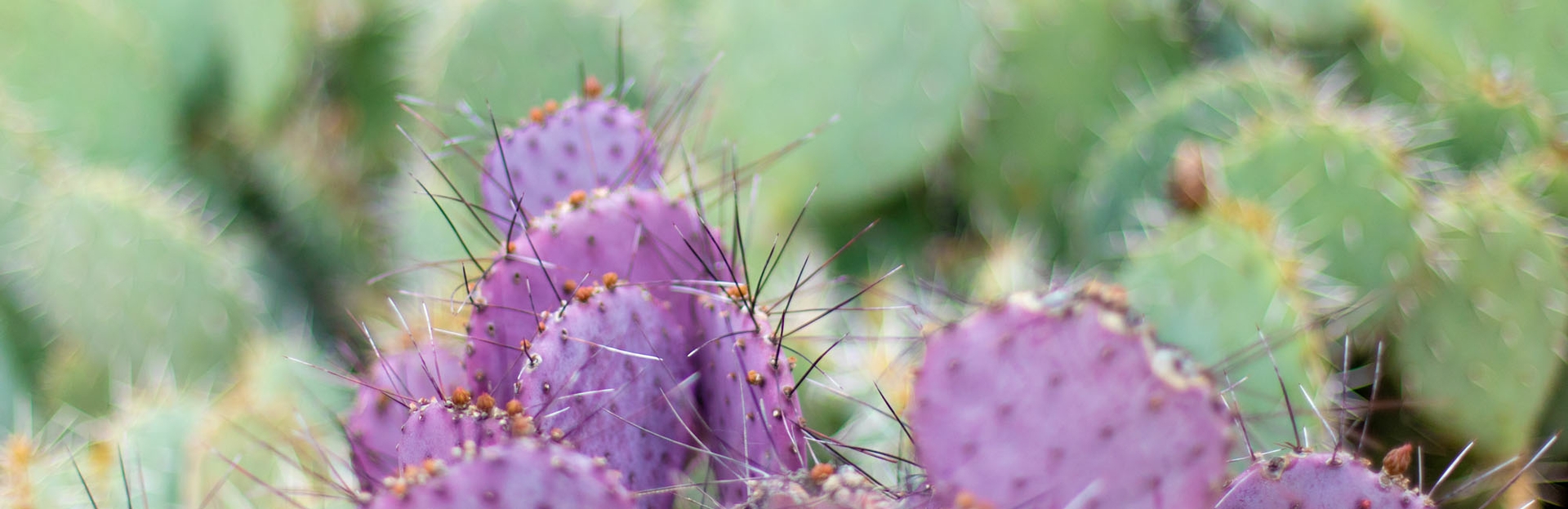 Unconventional Path: UNM College of Nursing Alumni’s Unique Story | UNM ...