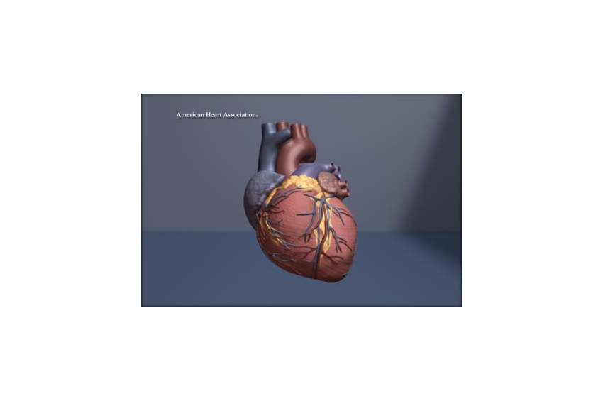 Video | Beating Heart (Loop) | American Heart Association
