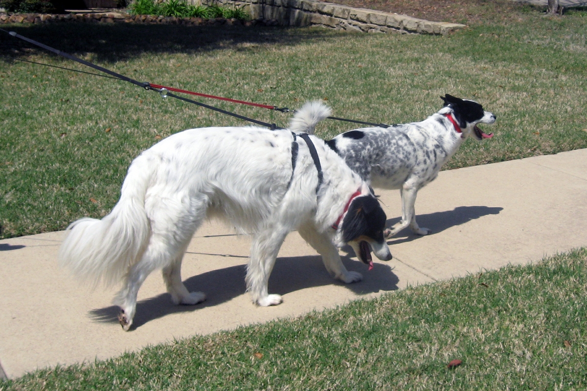 5 ways pets support mental health while social distancing - American ...