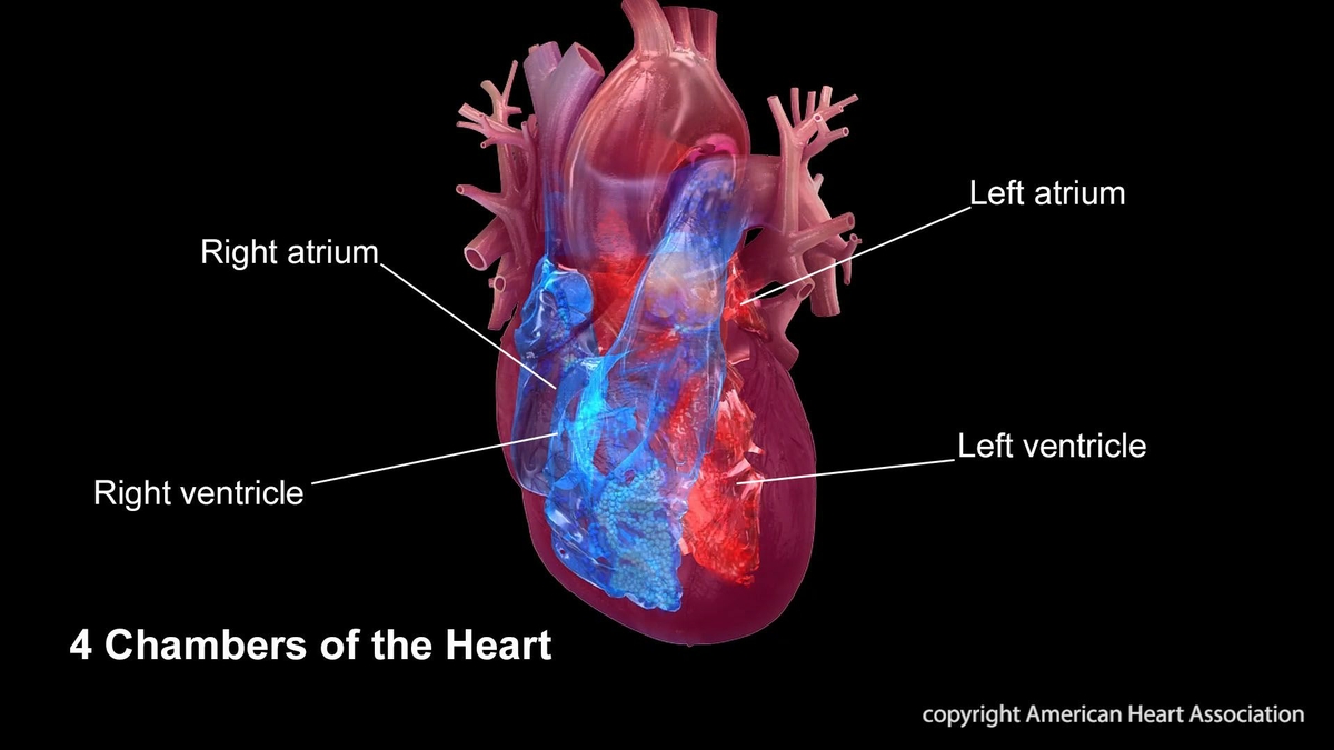 AHA/ASA Medical Graphics and Illustrations | American Heart Association