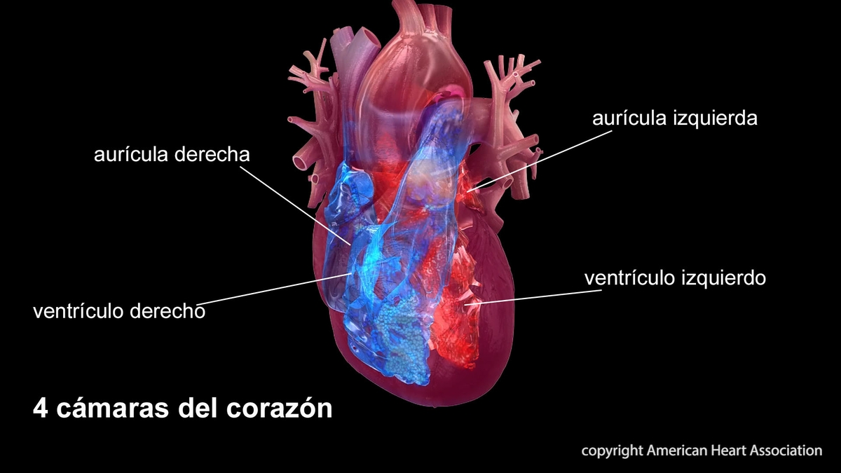 AHA/ASA Medical Graphics and Illustrations | American Heart Association