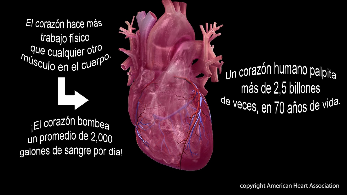 AHA/ASA Medical Graphics and Illustrations | American Heart Association
