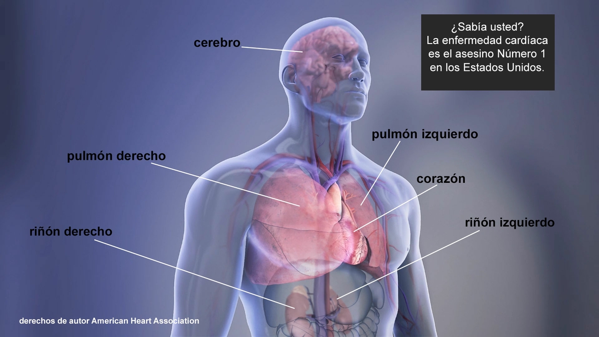 AHA/ASA Medical Graphics and Illustrations | American Heart Association