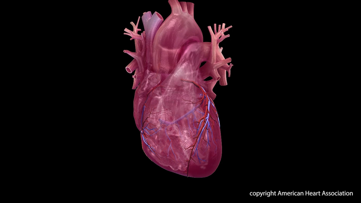 Culture, diet, economic factors and more affect CVD risk among Asian ...